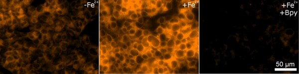 BioTracker FerroOrange Live Cell Dye | SCT210-35nmol